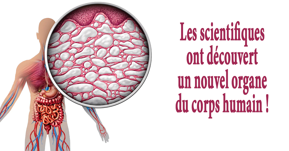 Les scientifiques ont découvert un nouvel organe du corps humain